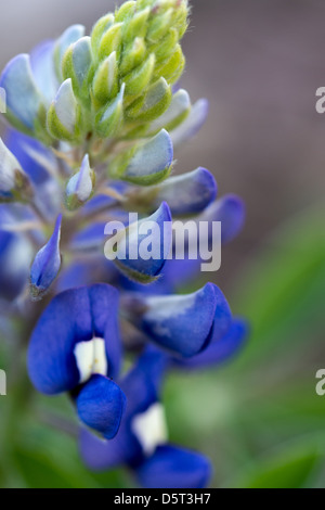 Texas bluebonnet (Lupinus texensis Stock Photo - Alamy