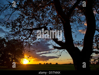 The sun sets behind an almost leafless tree in Sieversdorf, Germany, 22 ...