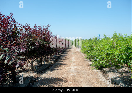 Cherry trees in an orchard in Rancagua, Chile Stock Photo - Alamy