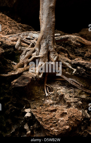 Roots of tree inside cave of tropical rainforest Stock Photo - Alamy
