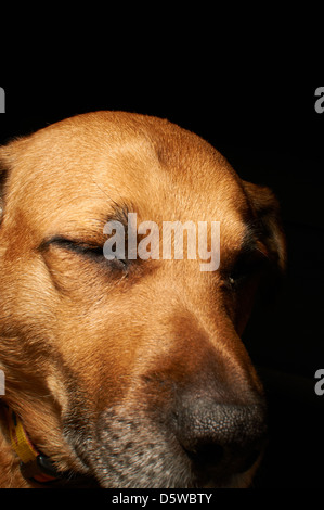 Photograph of a sad faced Labrador dog Stock Photo - Alamy