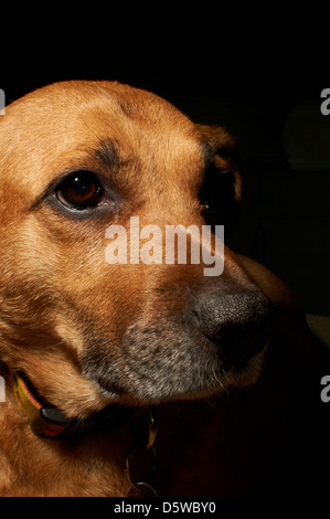 Photograph of a sad faced Labrador dog Stock Photo - Alamy