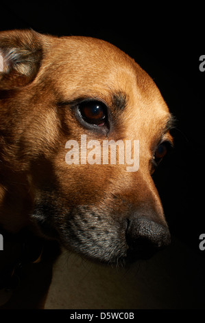 Photograph of a sad faced Labrador dog Stock Photo - Alamy