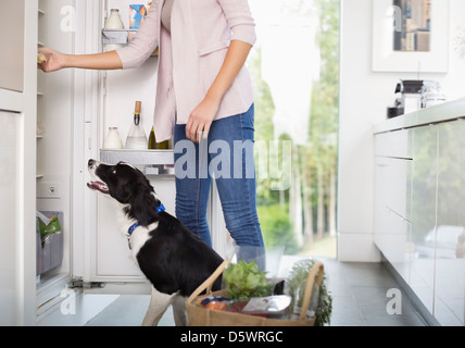Dog begging at open fridge Stock Photo - Alamy