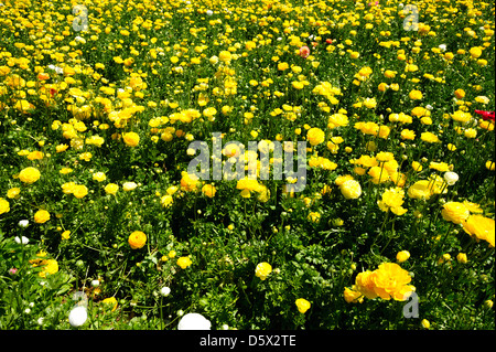 Ranunculus fields blooming in Carlsbad, California Stock Photo - Alamy