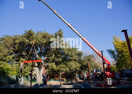Framing of Green home for Ed Begley Jr. (noted actor and ...