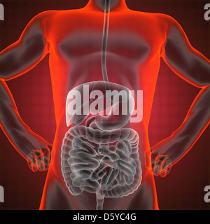 human entrails radiography Stock Photo: 55306570 - Alamy