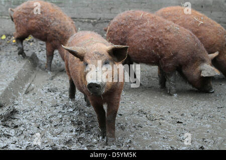 Wool pigs or Mangalica pigs are becoming very populair now in the ...