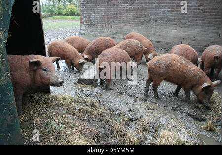 Wool pigs or Mangalica pigs are becoming very populair now in the ...