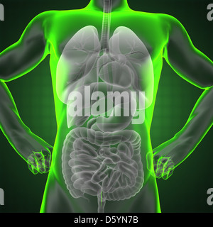 human entrails radiography Stock Photo: 55306570 - Alamy