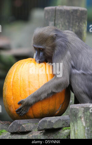Mandrills enjoy Halloween pumpkins at Ouwehands Zoo in Rhenen ...