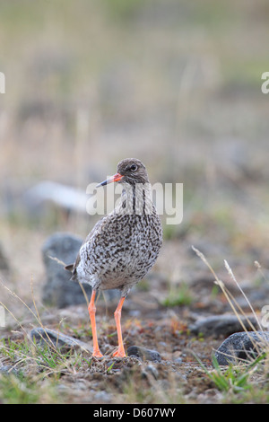 European Common Redshank (Tringa totanus) foraging at low tide near the ...