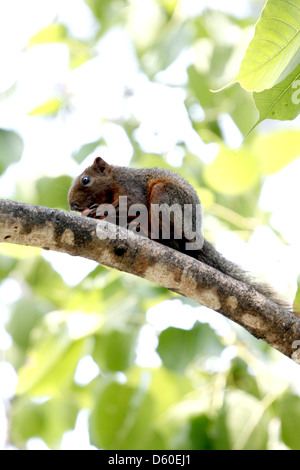 squirrels at play Stock Photo - Alamy