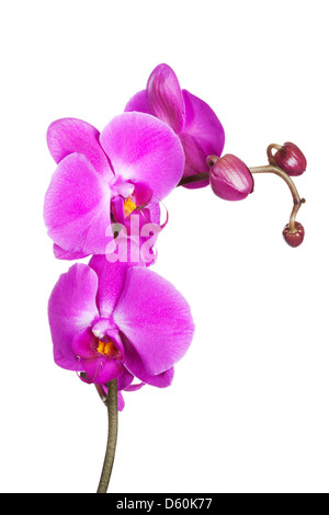 Orchid. Beautiful little pink flower. Tropical plant Stock Photo - Alamy