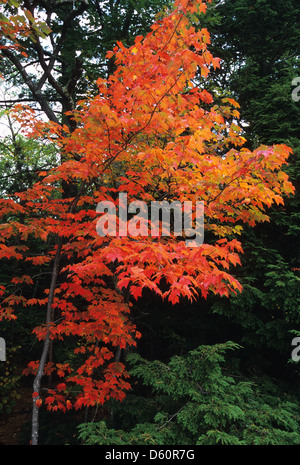 Fall foliage in the White Mountains of New Hampshire Stock Photo - Alamy