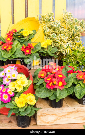 Beautiful primula flowers in a pot as a interior decoration Stock Photo ...