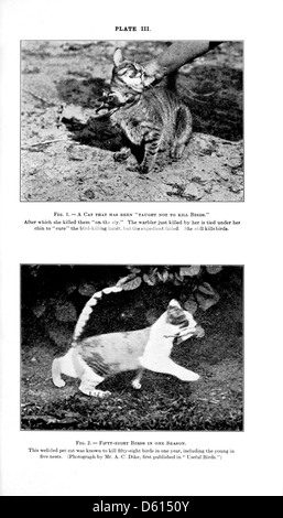 This 1916 work discusses the domestic cat's impact on wildlife ...