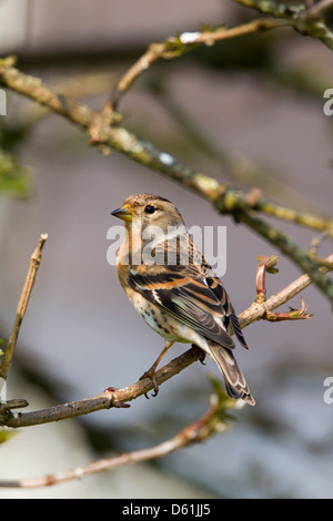 Brambling (Fringilla montifringilla) female bird perched on hawthorn ...