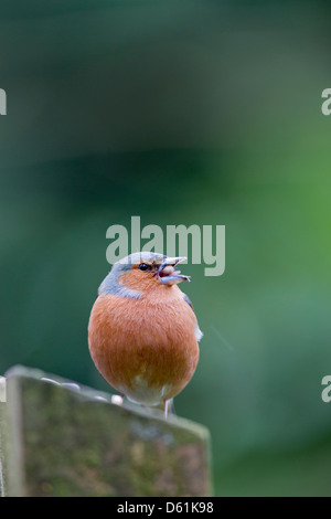 Chaffinch [ Fringilla coelebs ] male bird on the edge of a small pond ...