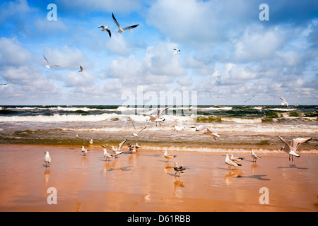Seagulls are flying in the sky over sea waters Stock Photo - Alamy