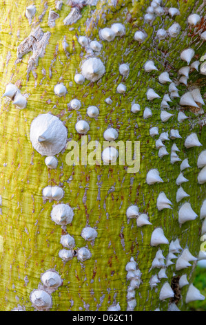Tropical tree bark texture with colorful green orange red and black ...