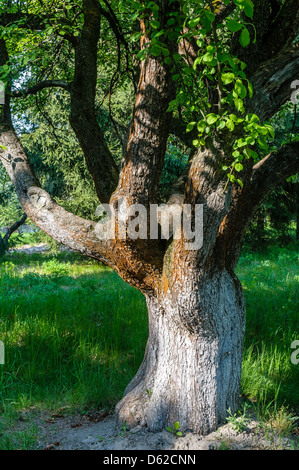 Big tree with shadow in my garden in Catral Stock Photo - Alamy