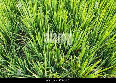 Clump of rice Stock Photo - Alamy