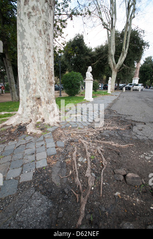 Tree roots damaging the sidewalk in the Gramercy Park neighborhood of ...