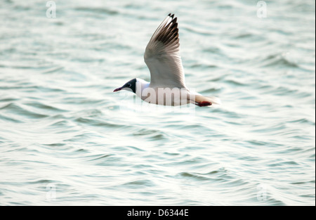 Sea birds flying over Gulf of Mexico at Venice Florida Stock Photo ...