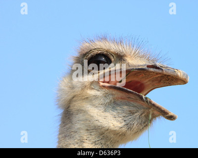 ostrich head close up, ostrich under blue sky Stock Photo - Alamy