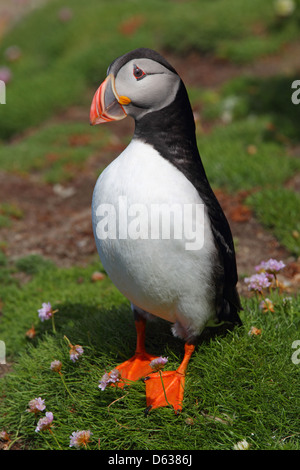 Atlantic puffin (Fratercula arctica) adult bird with fish in its beak ...