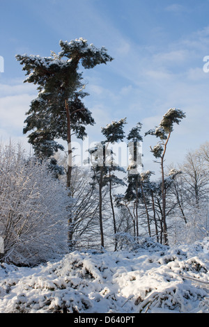 Pinewood in Winter Stock Photo - Alamy