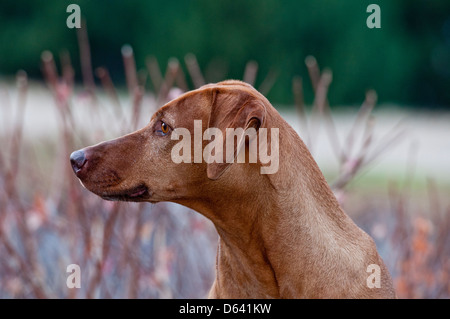 Rhodesian Ridgeback / African Lion Hound (Canis lupus familiaris) lying ...