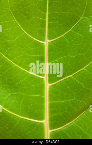 structure of leaf Stock Photo - Alamy