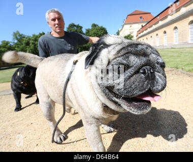 Actor Ralph Herforth poses with the two pugs Djego and Felix (L) in ...