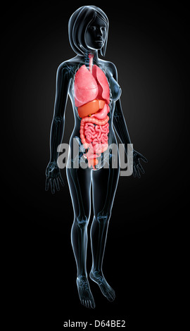 Illustration of female pelvic anatomy Stock Photo - Alamy