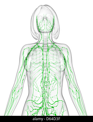 Illustration of female lymph node and lymphatic system Stock Photo - Alamy