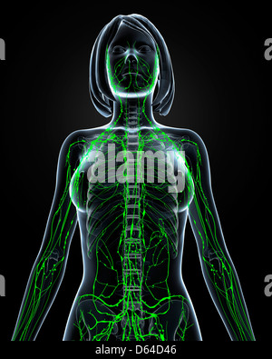 lymphatic system of female body anatomy in x-ray form Stock Photo - Alamy