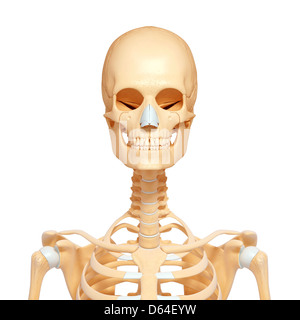 Clavicle bone or collarbone close-up with body 3D rendering ...