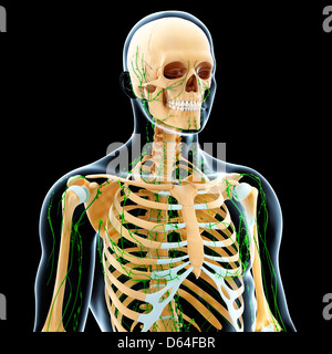 Upper body skeleton with head and skull profile view 3D rendering ...