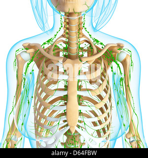 Female chest anatomy, artwork Stock Photo: 55436736 - Alamy