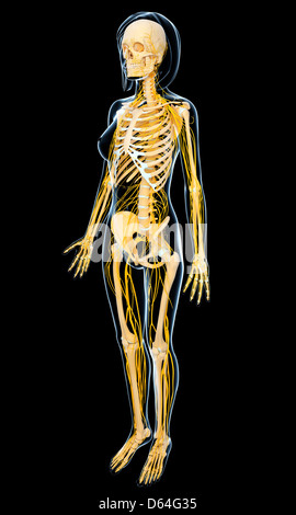 female skull anatomy Stock Photo - Alamy
