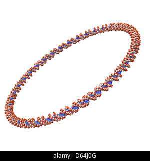 Circular DNA (deoxyribonucleic acid) molecule, computer artwork Stock ...