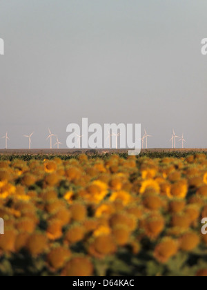 Vast field with yellow flowers during daytime Stock Photo - Alamy
