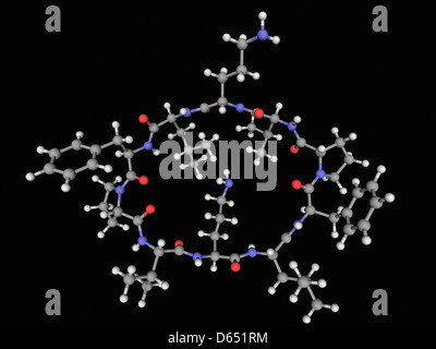 Gramicidin S. Molecular model of the antibiotic drug Gramicidin S (C60 ...