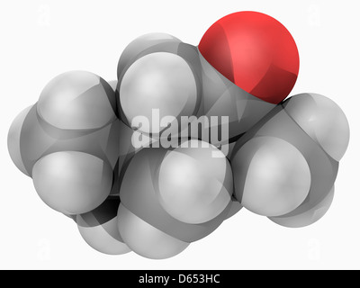 Thujone. Molecular model of the organic compound thujone (C10.H16.O ...