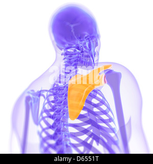 Human shoulder blade, illustration Stock Photo - Alamy