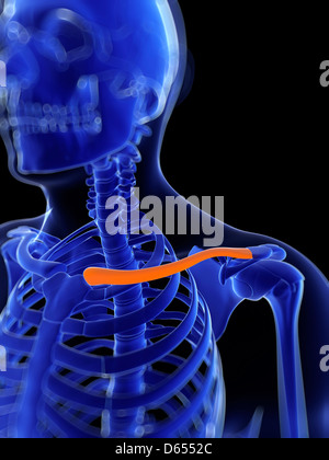 Collar bone, artwork Stock Photo - Alamy