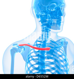 Collar bone, artwork Stock Photo - Alamy