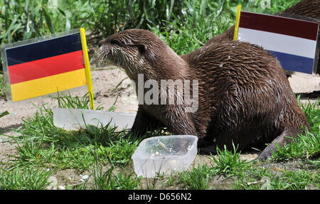 Otter lady Ferret carries the German national flag in its snout as she ...